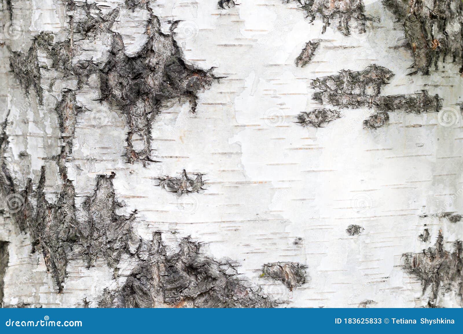 Birch Texture Stock Image | CartoonDealer.com #87736621