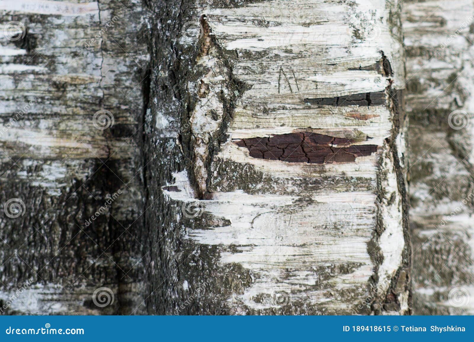 The Light and Dark Birch Tree Texture Stock Image - Image of firewood ...