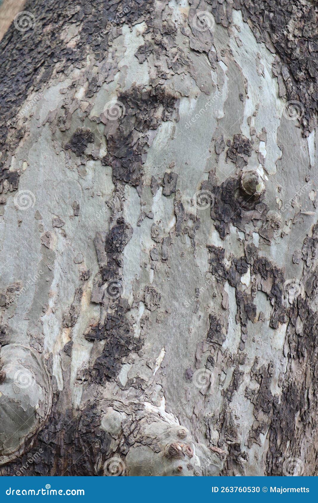 Light and Dark Brown Chippy Tree Bark with Knobs II Stock Photo - Image ...