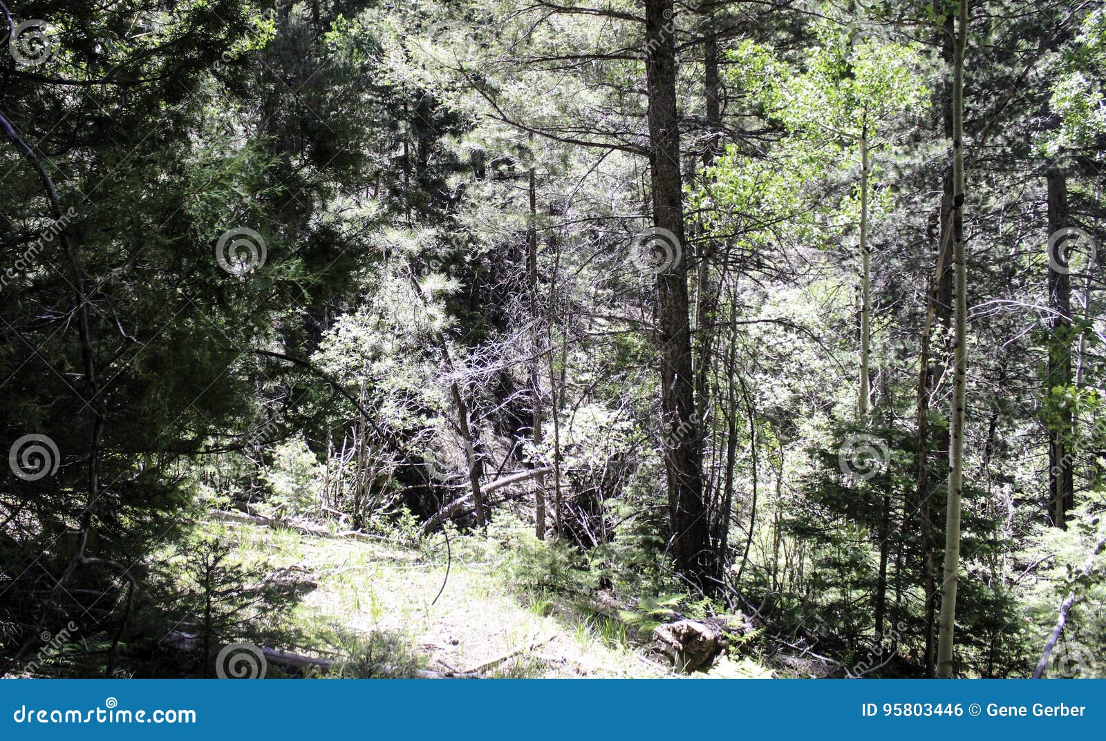 Light and Dark in the Forest Stock Photo - Image of green, contrast ...