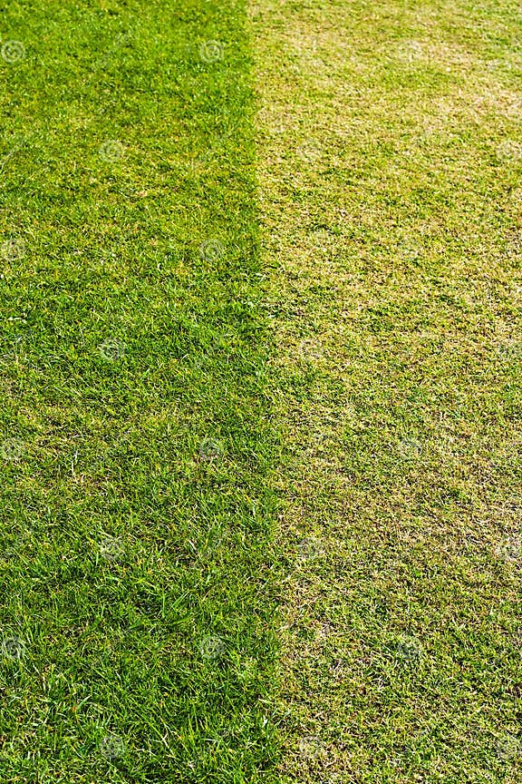 Light and dark green grass stock photo. Image of long - 25160888