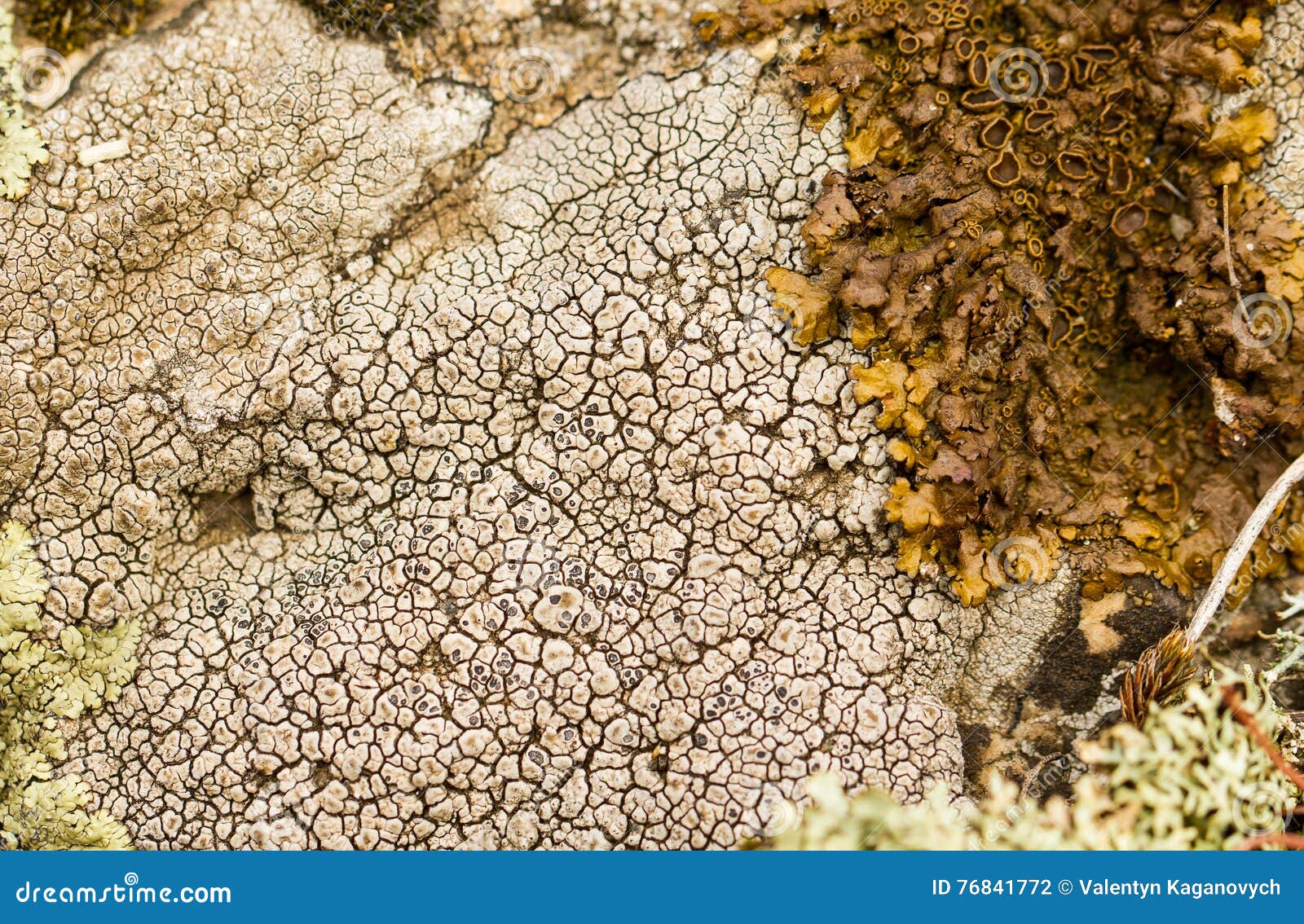 Light and dark lichen. stock photo. Image of forest, ancient - 76841772