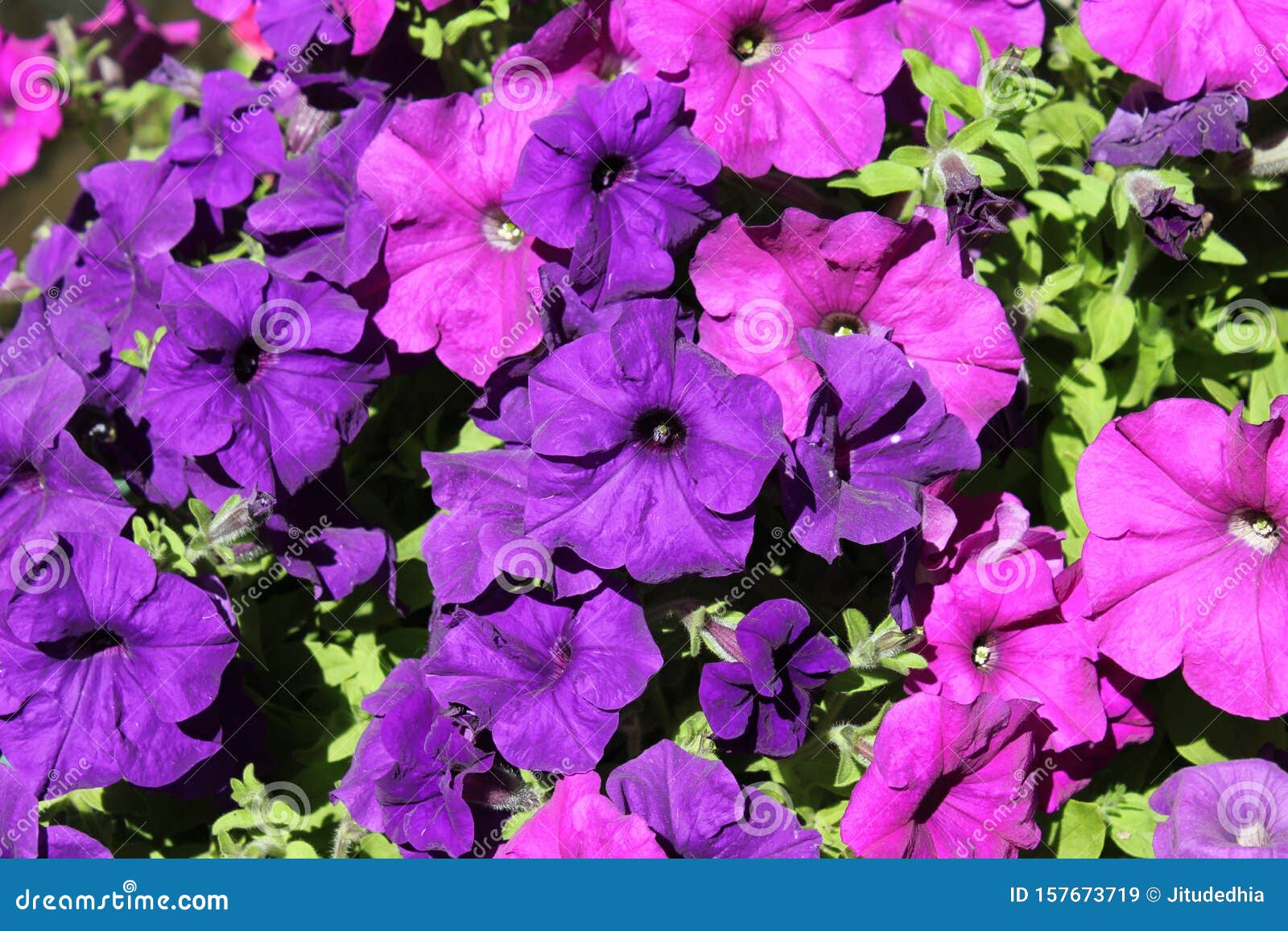 Violet Flower Grows in North India Stock Image - Image of indian, asia ...