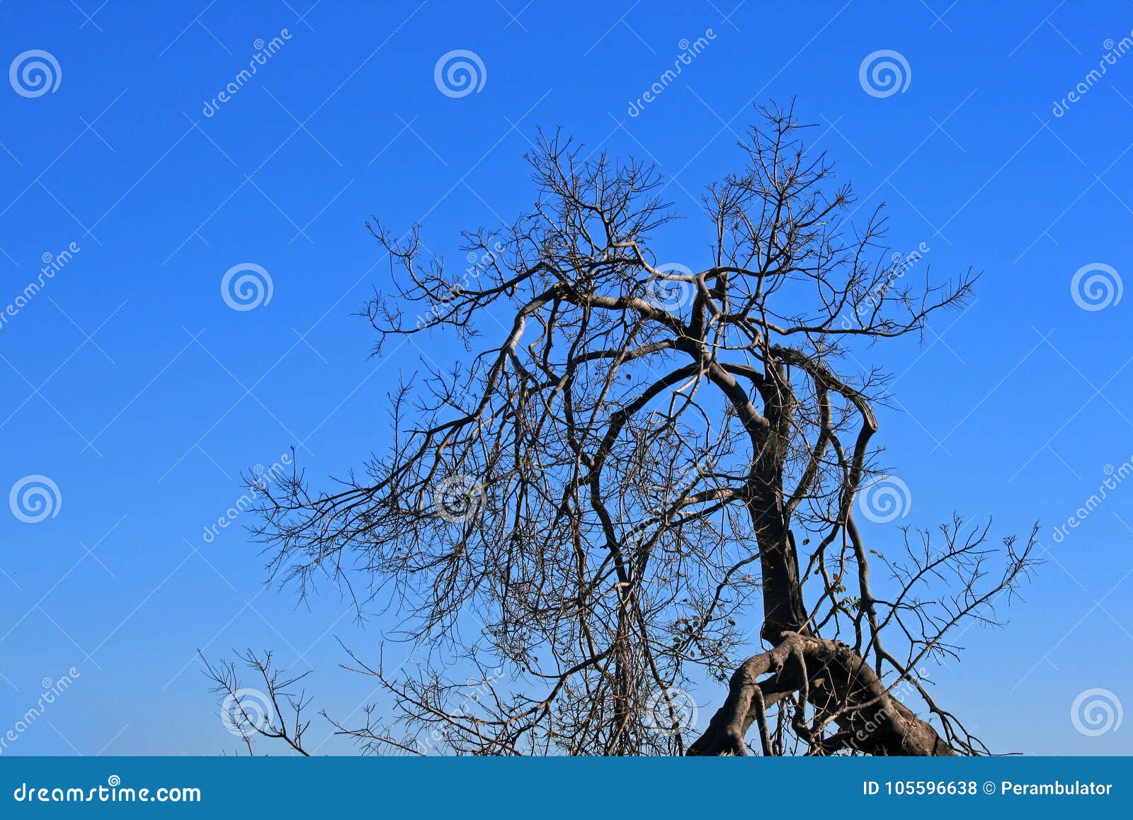 LIGHT on DEAD TREE BRANCHES and TWIGS Stock Photo - Image of bare ...