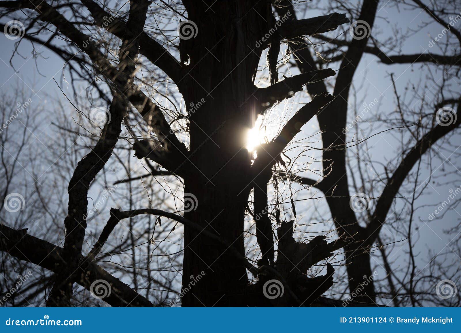 Light in Death stock photo. Image of life, ecological - 213901124
