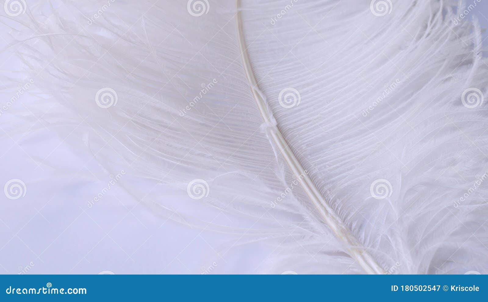 Light, Delicate Ostrich Feather. White Feather on a White. Stock Image ...