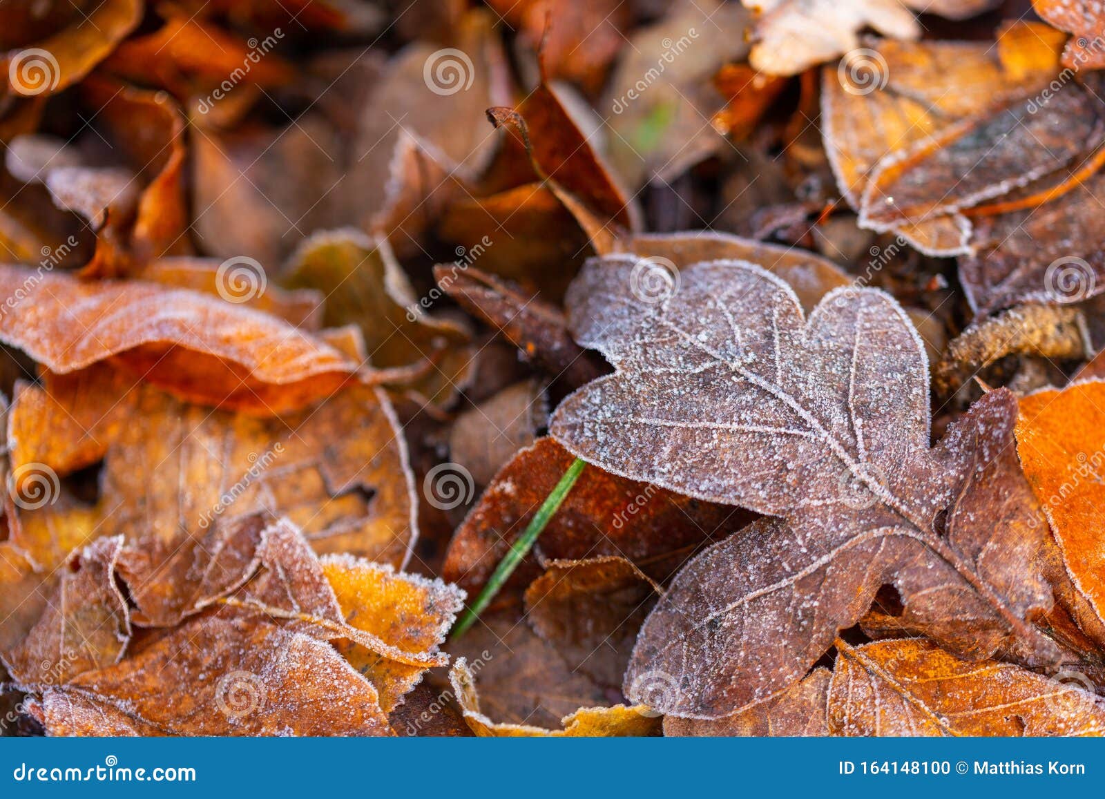Light Dew on Autumn Leaves with Beautiful Brown Colors Stock Photo ...