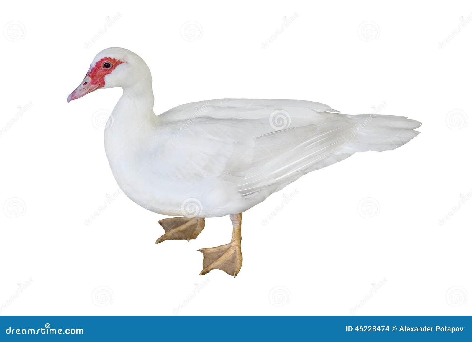 23,881 Light Duck Stock Photos - Free & Royalty-Free Stock Photos from ...
