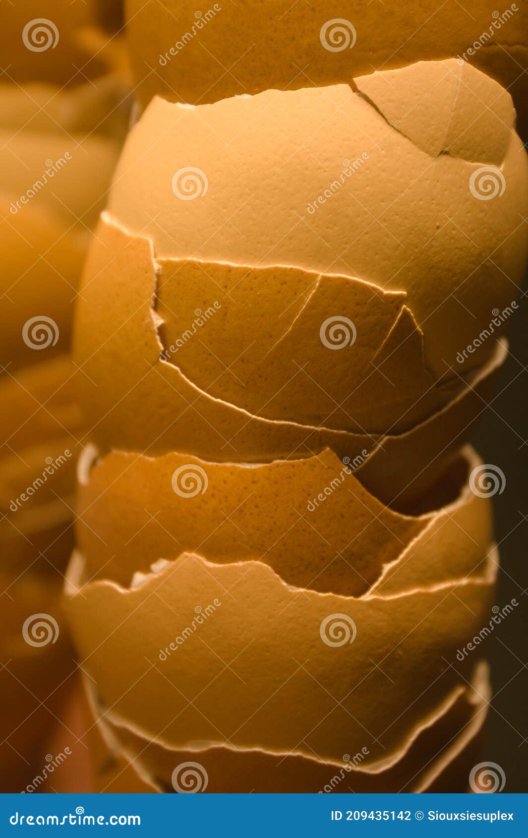 Light Egg Shells Reflected stock photo. Image of nutritious - 209435142