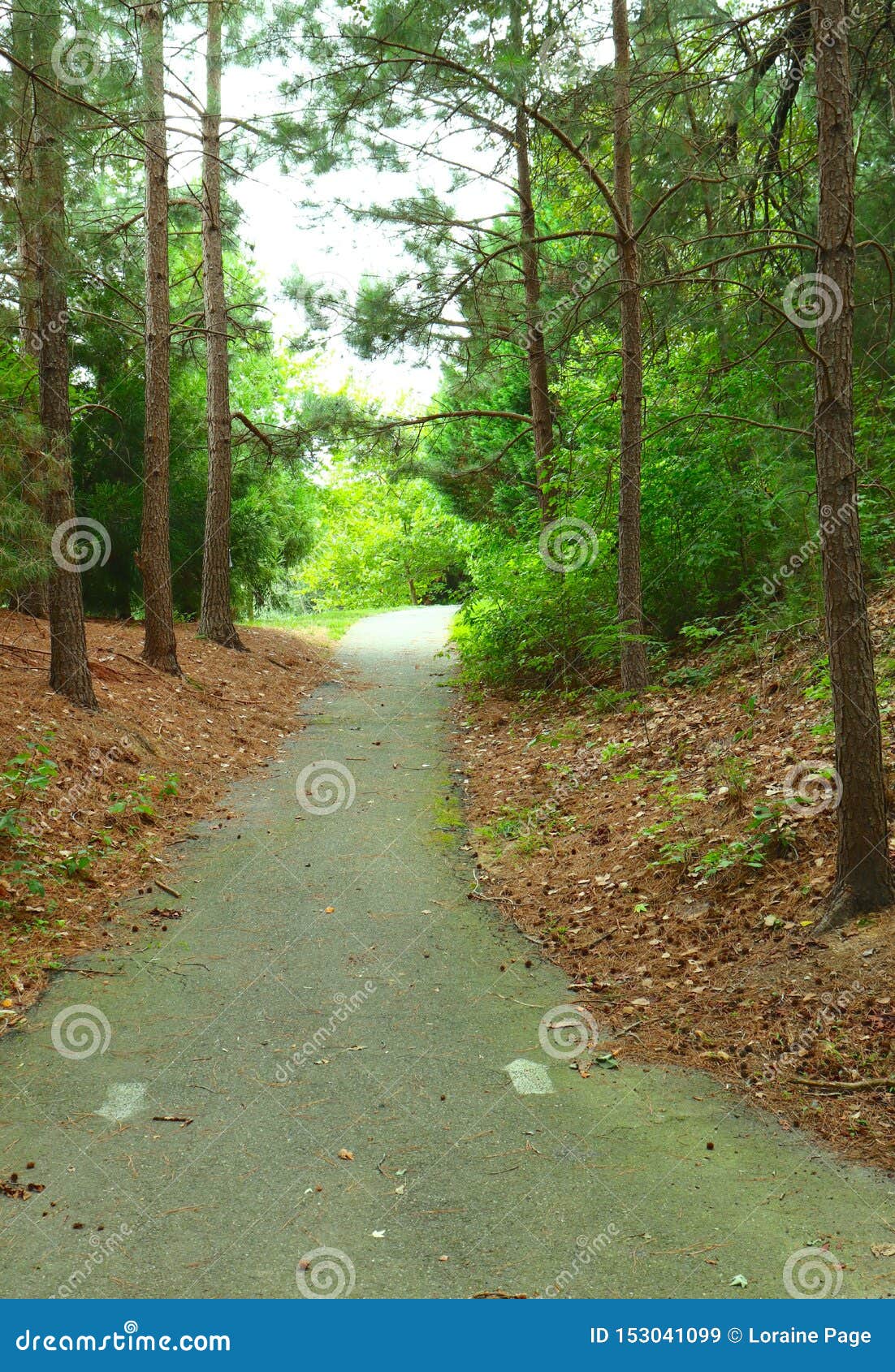 Light at the End of the Walking Trail through Trees Stock Image - Image ...