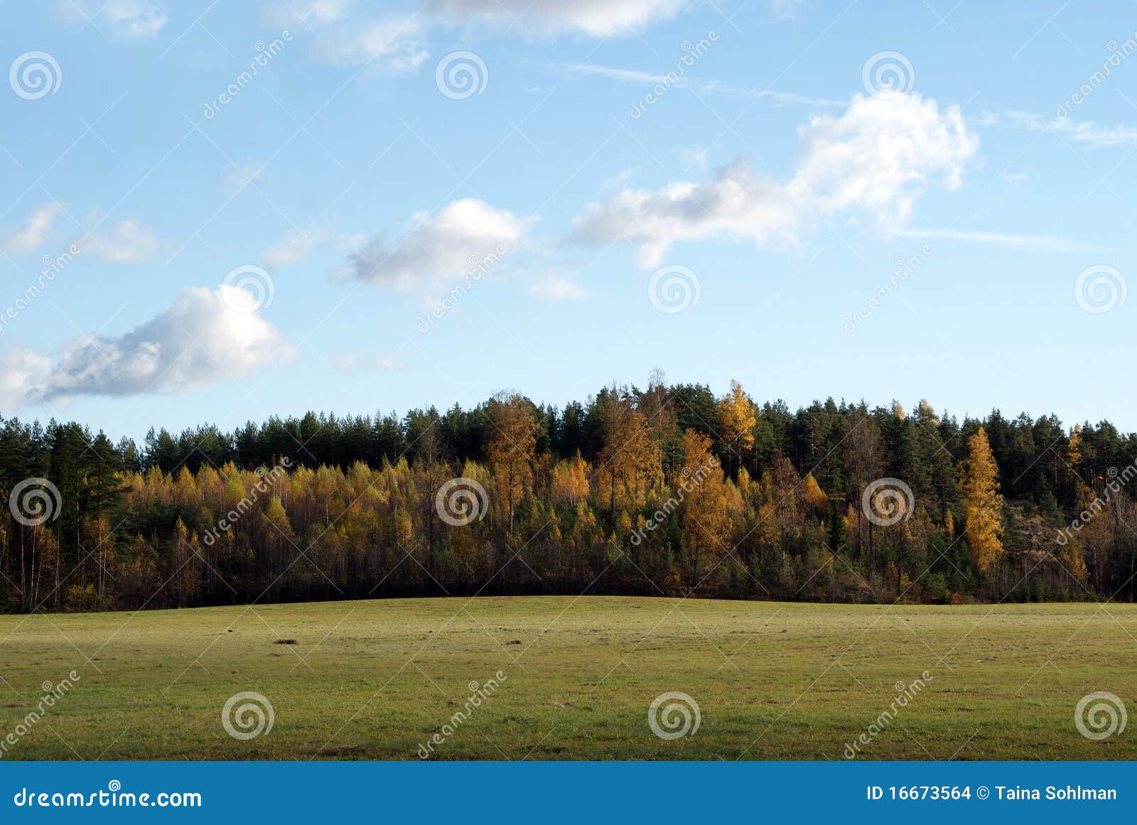 Light Escaping Forest and Field Stock Photo - Image of escaping ...