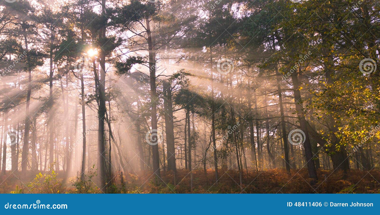Light Explosion in Forest stock photo. Image of mist - 48411406