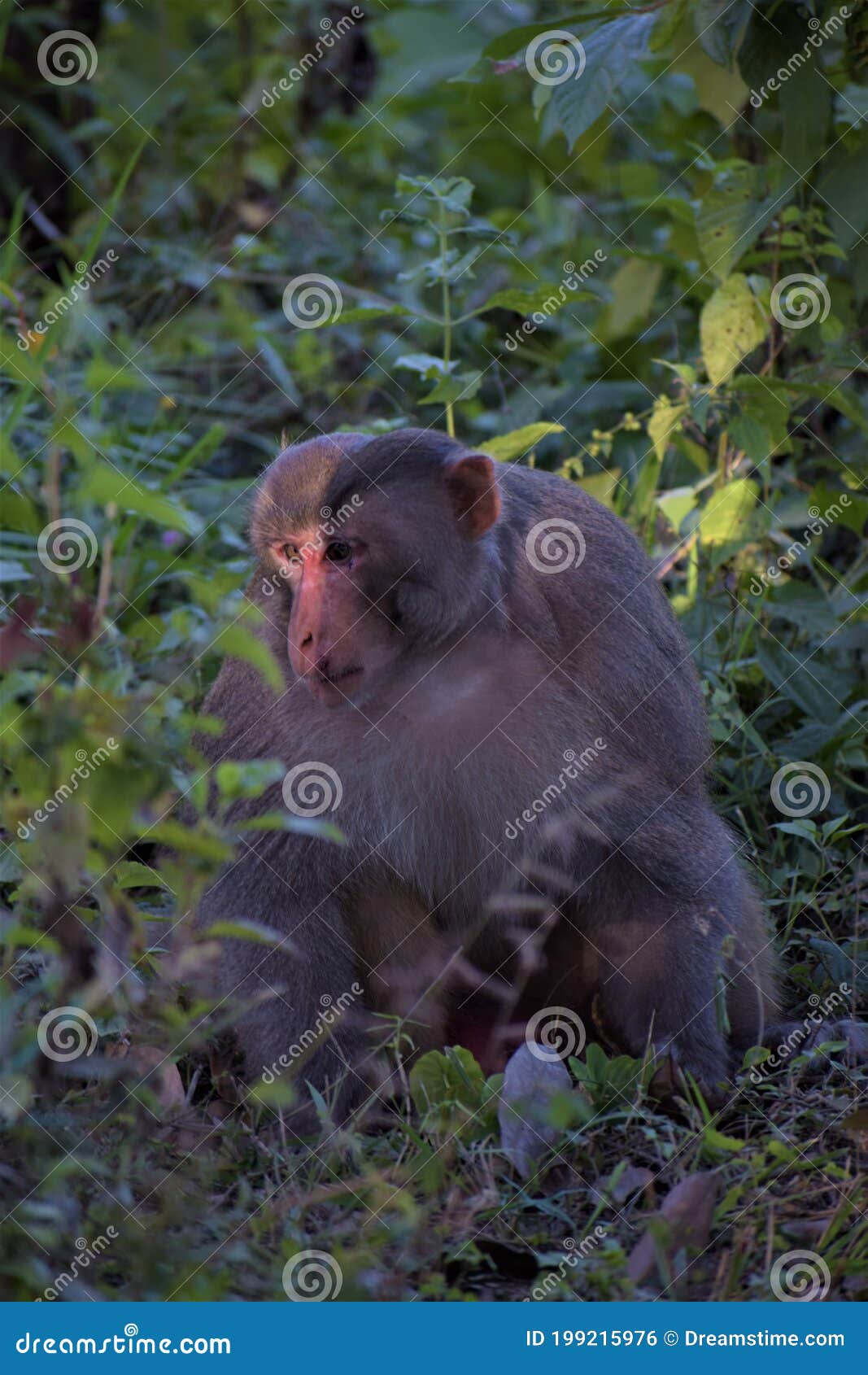 Light Falling Across Monkey`s Eye Stock Photo - Image of assam ...