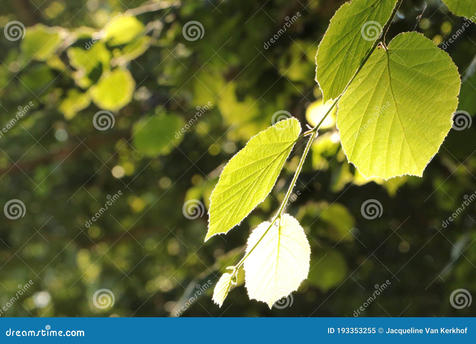 Light linden tree leaves stock image. Image of tilia - 193353255