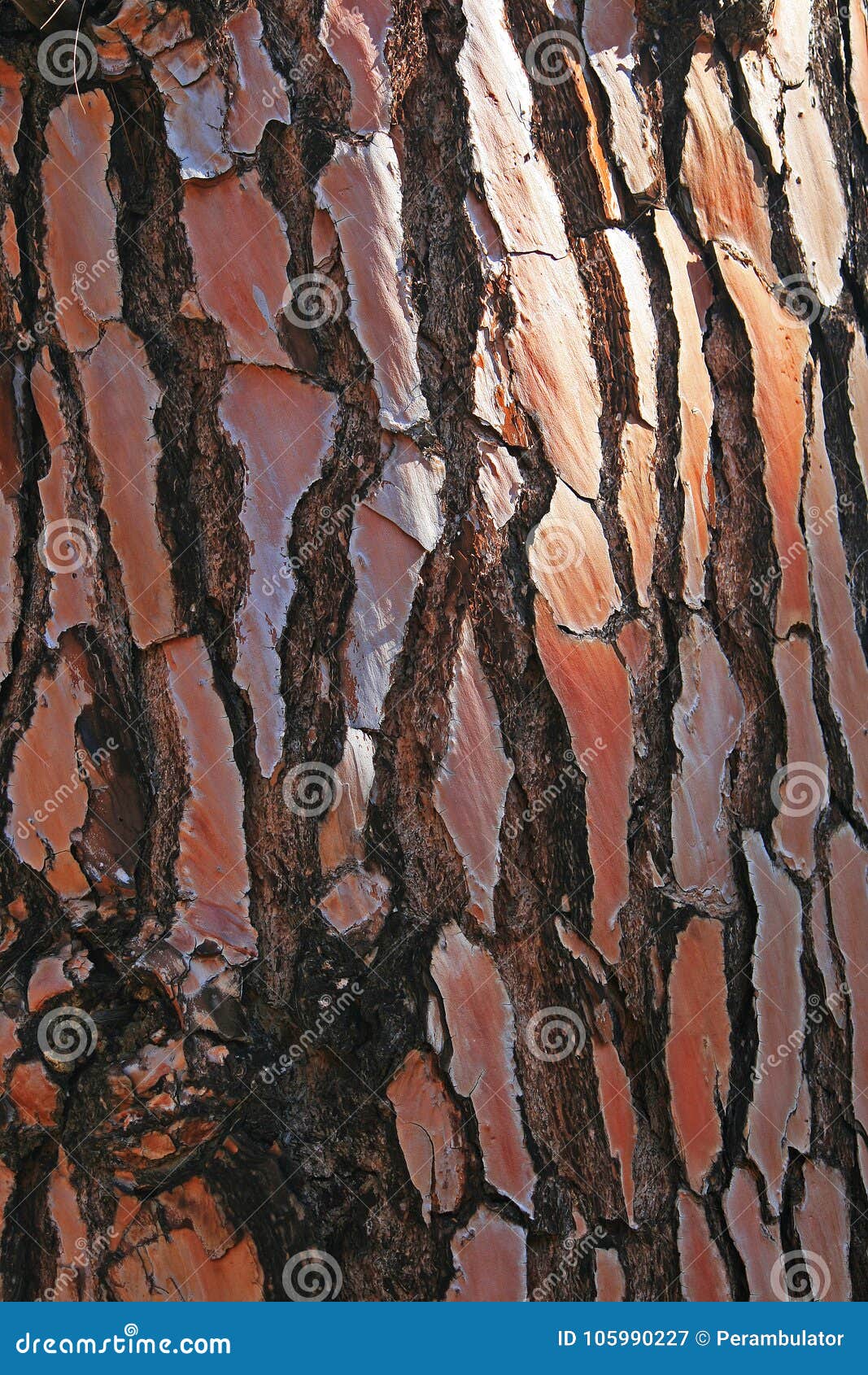 Light Falling Rust Coloured Bark Pine Tree Stock Photos - Free ...