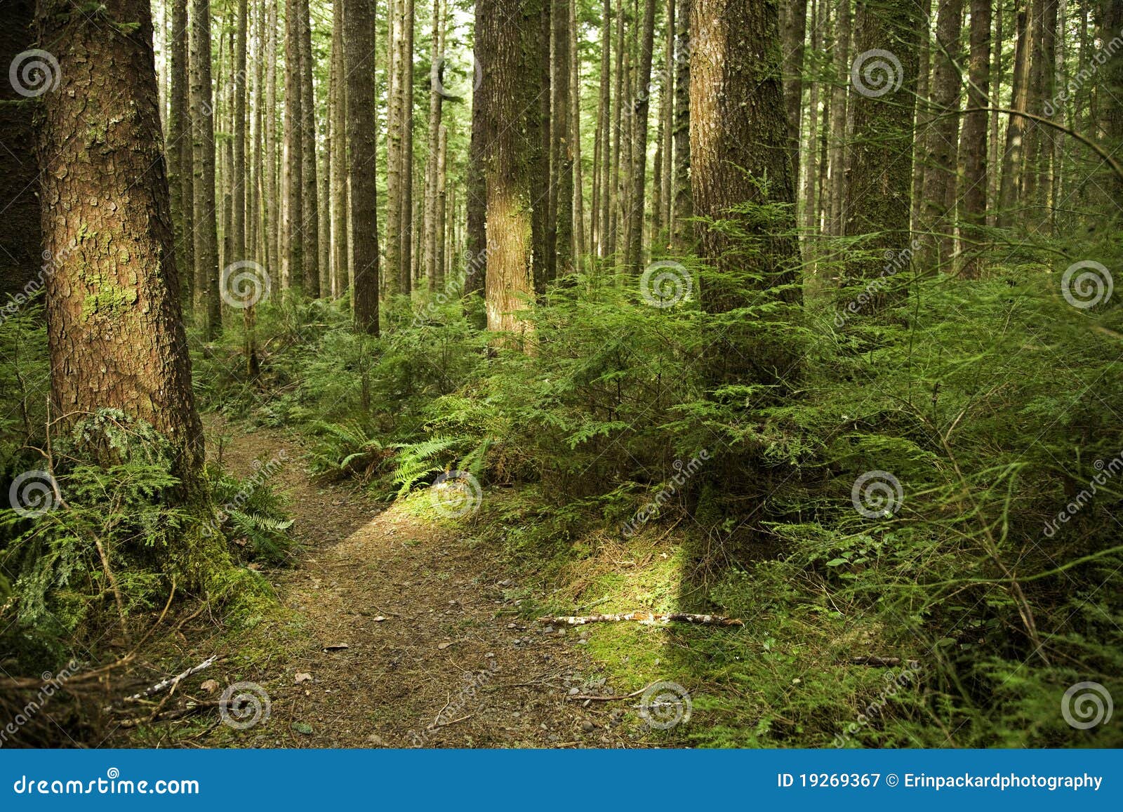 Light Falls on a Forest Trail Stock Image - Image of light, walking ...
