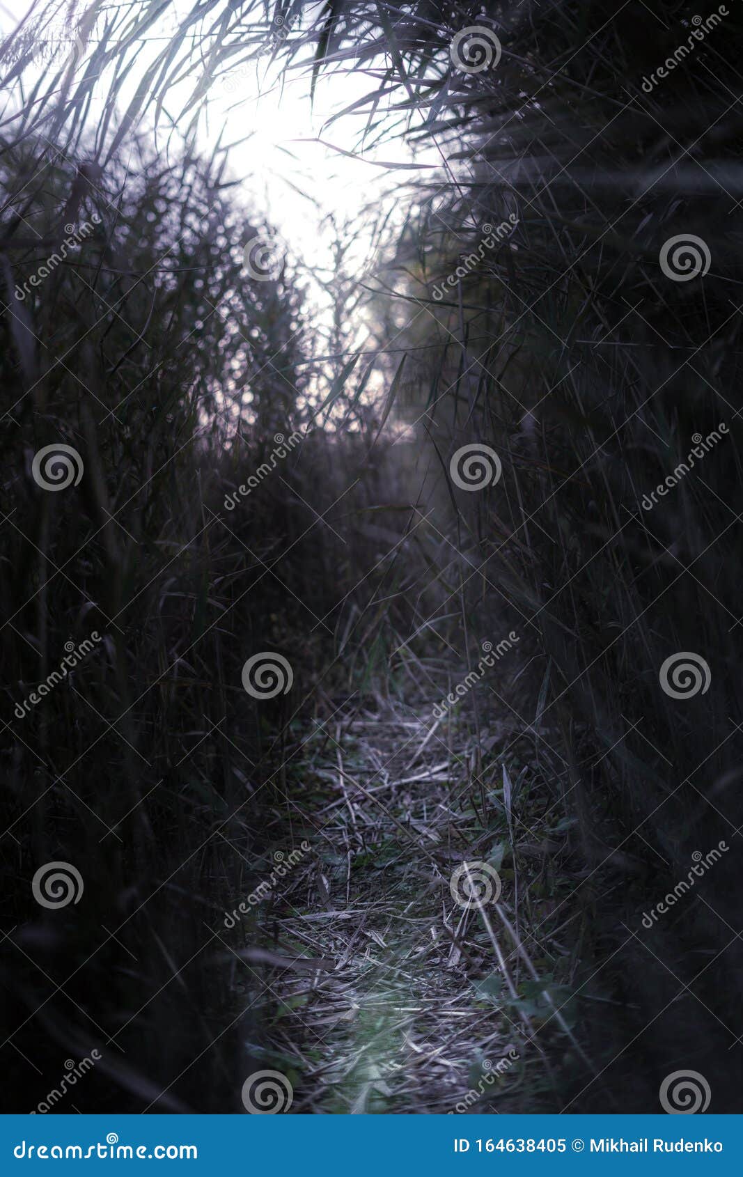 Light Far Away in the Dark Mysterious Forest with Lighten Path Stock ...