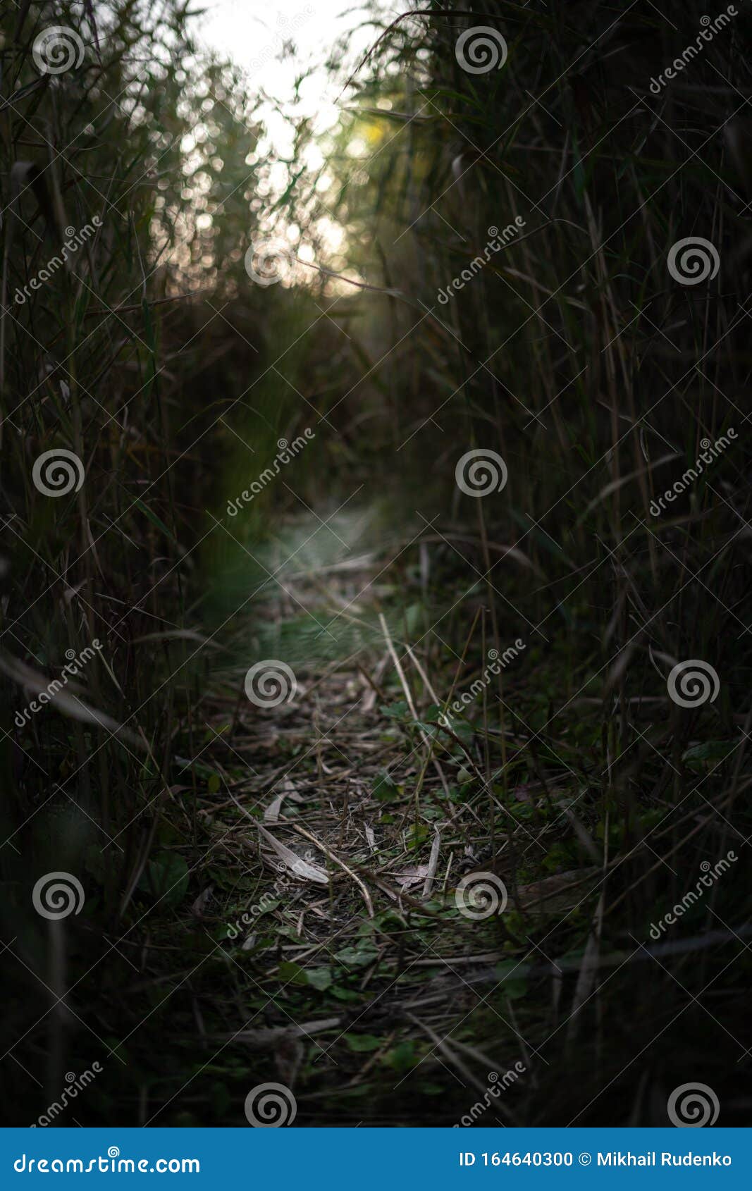 Light Far Away in the Dark Mysterious Forest with Lighten Path Stock ...