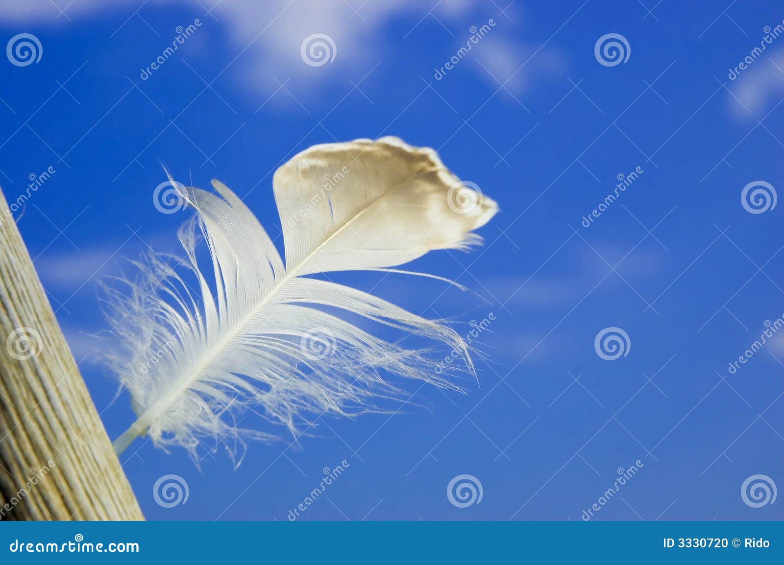 Light Feather in the Breeze Stock Photo - Image of soft, symbol: 3330720