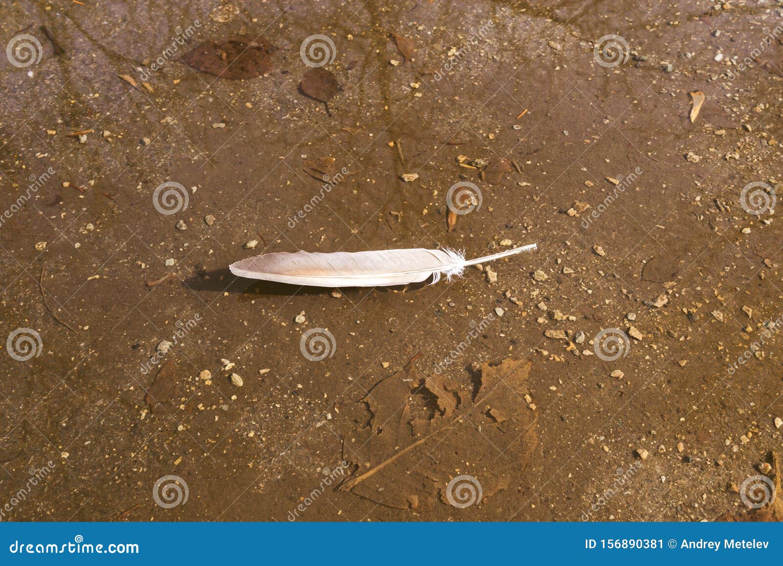 Light Feather in a Muddy Puddle in the Spring in Puddles Fallen Leaves ...