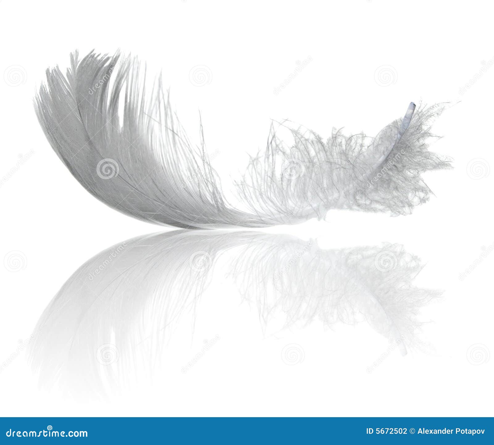 Light feather reflection stock photo. Image of aspirations - 5672502