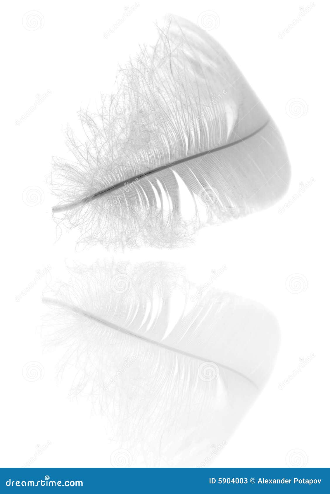 Light Feather with Reflection Stock Image - Image of isolated, fragile ...