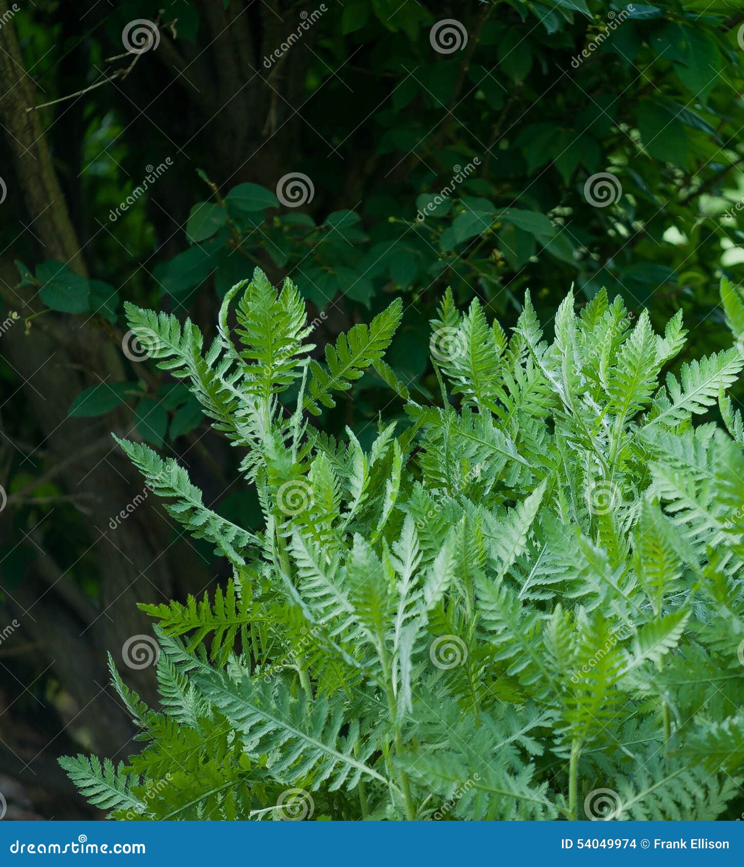 Light ferns stock photo. Image of forest, green, side - 54049974