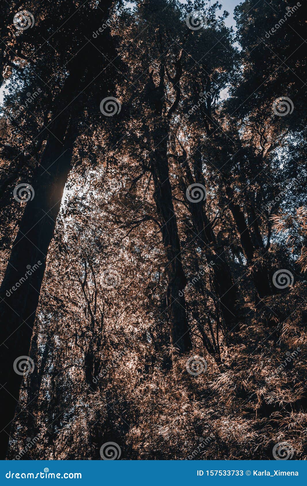 Contrast in the Middle of the Forest Stock Image - Image of foliage ...