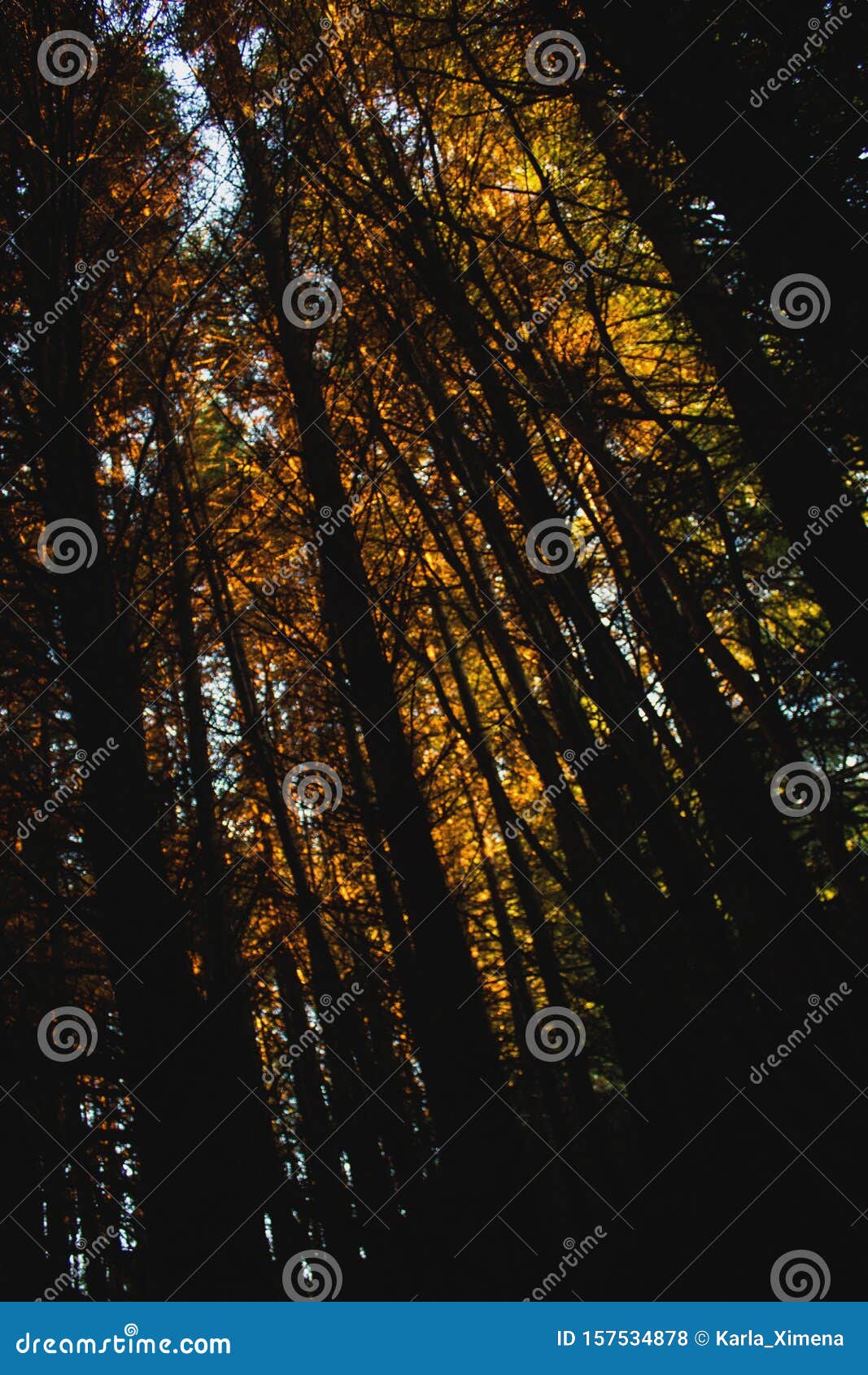 Contrast in the Middle of the Forest Stock Photo - Image of forest ...