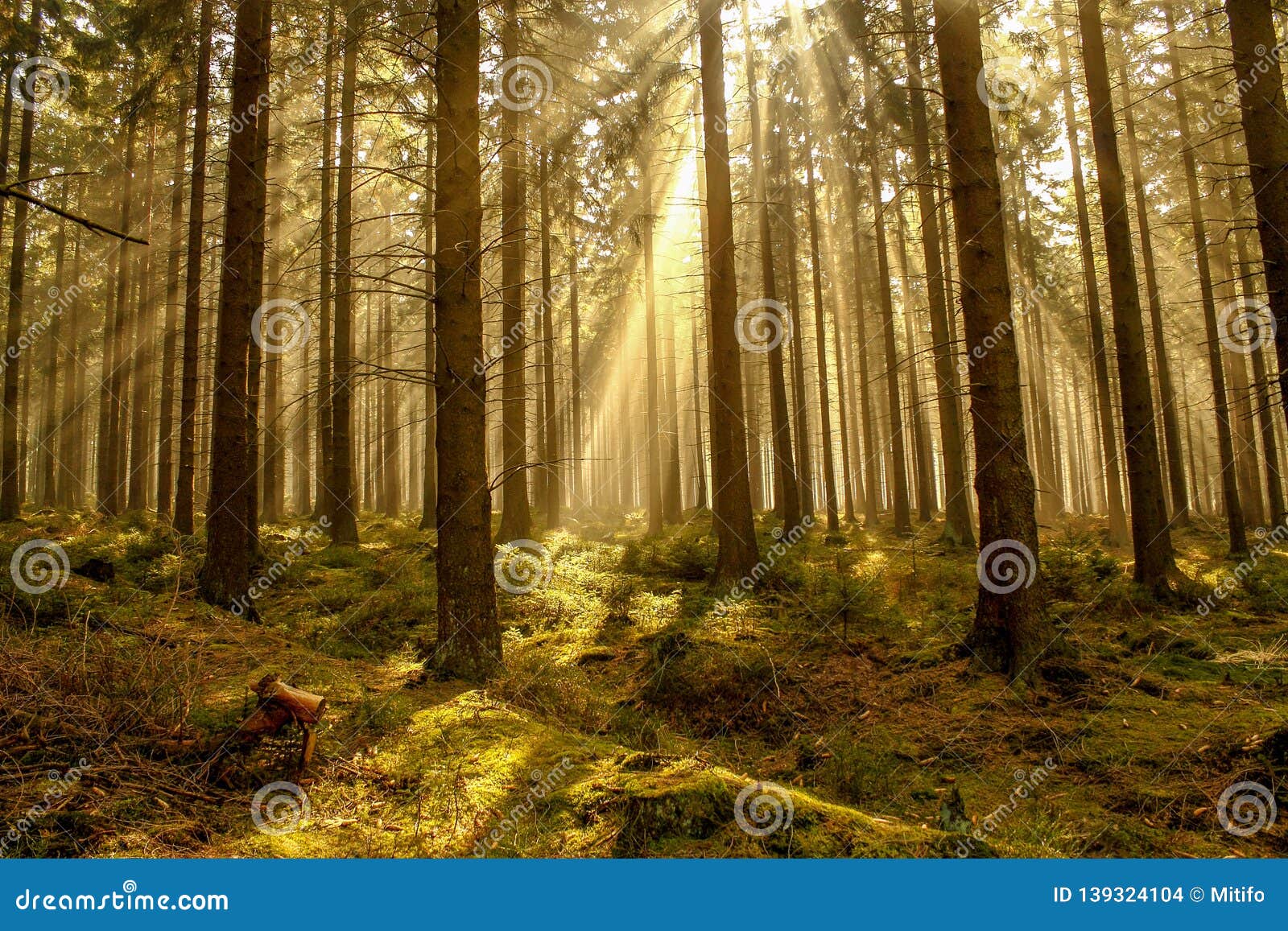 Beams of Light in the Fir Forest with Mystical Mood Stock Photo - Image ...