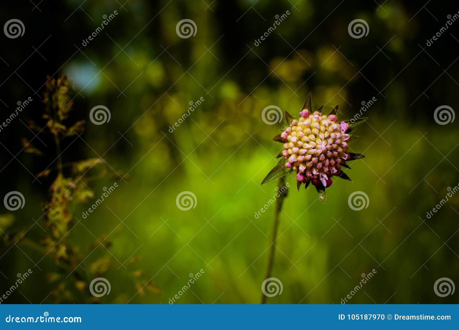 Light field flower stock photo. Image of field, nature - 105187970