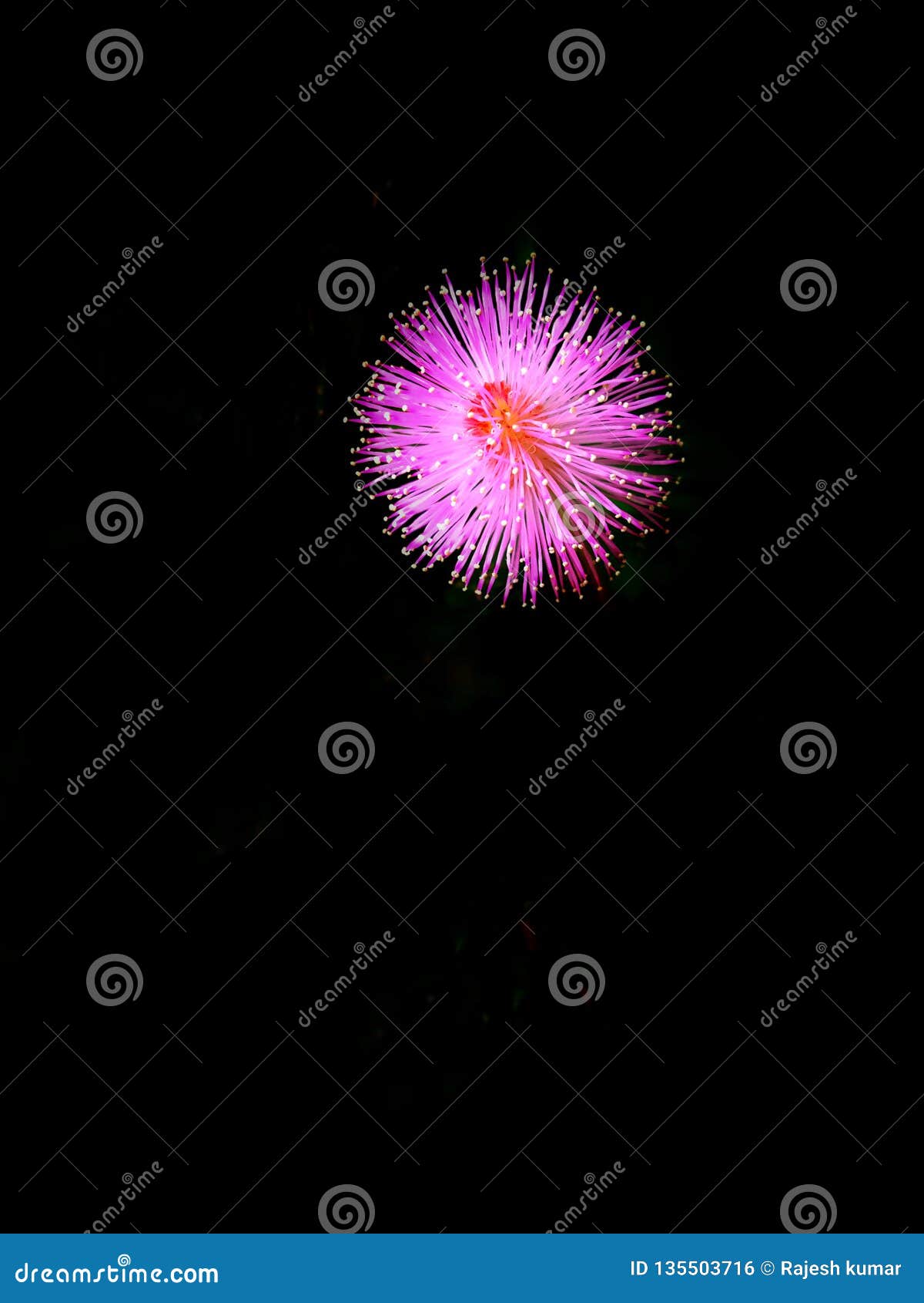 Light Flower Night Lighting Rose Stock Photo - Image of night, nature ...