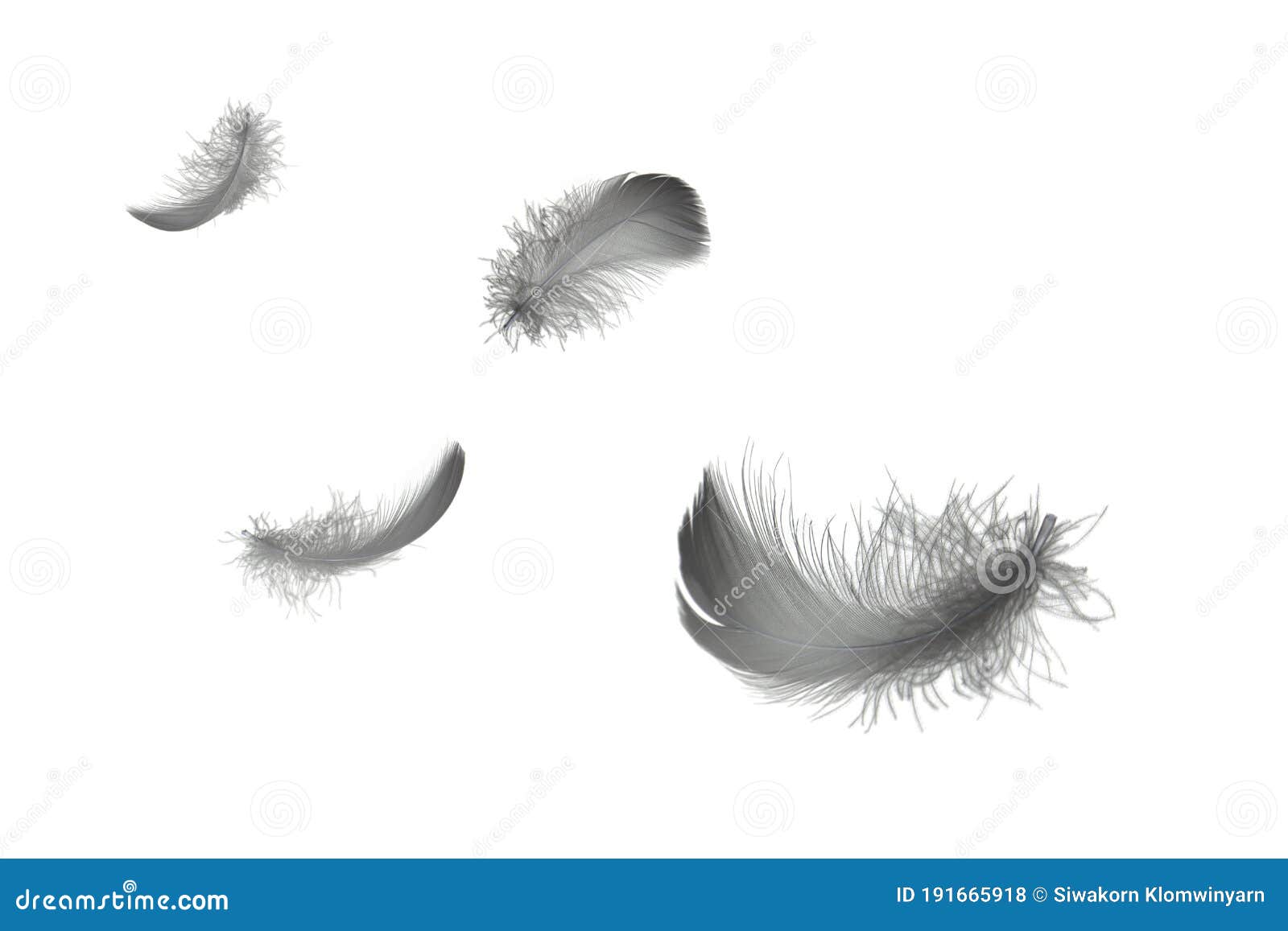 Light Fluffy Black Feathers Floating in the Air. Feather Abstract ...