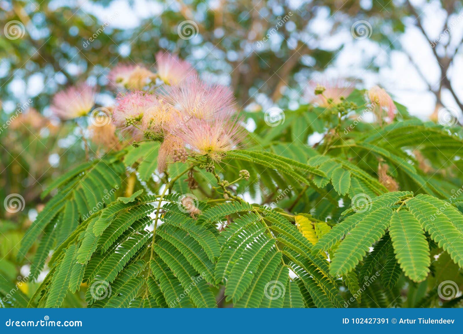 Light Fluffy Pink Flower on the Tree Stock Image - Image of floral ...