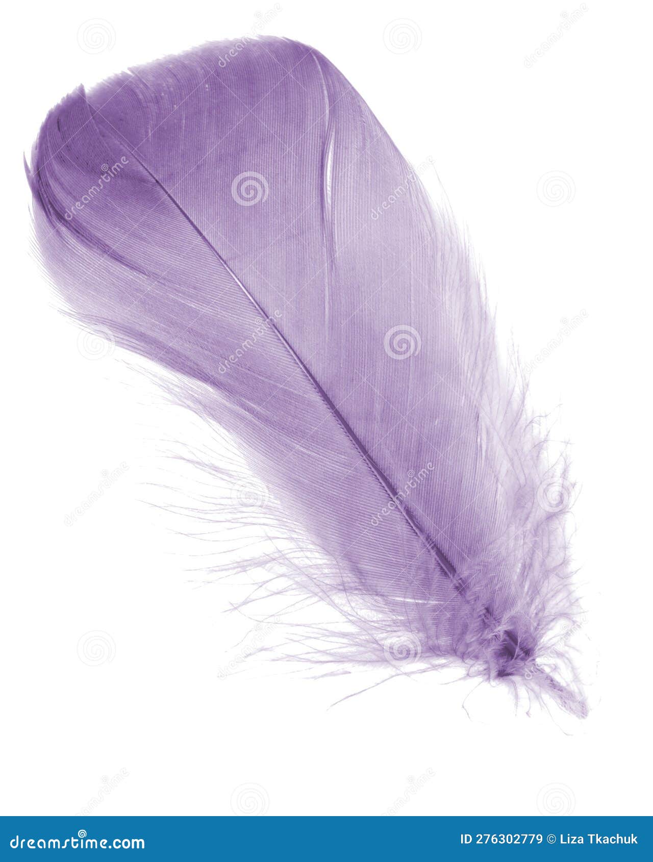 Light Fluffy Violet Feather Isolated on White Background Stock Image - Image of isolated, bird ...