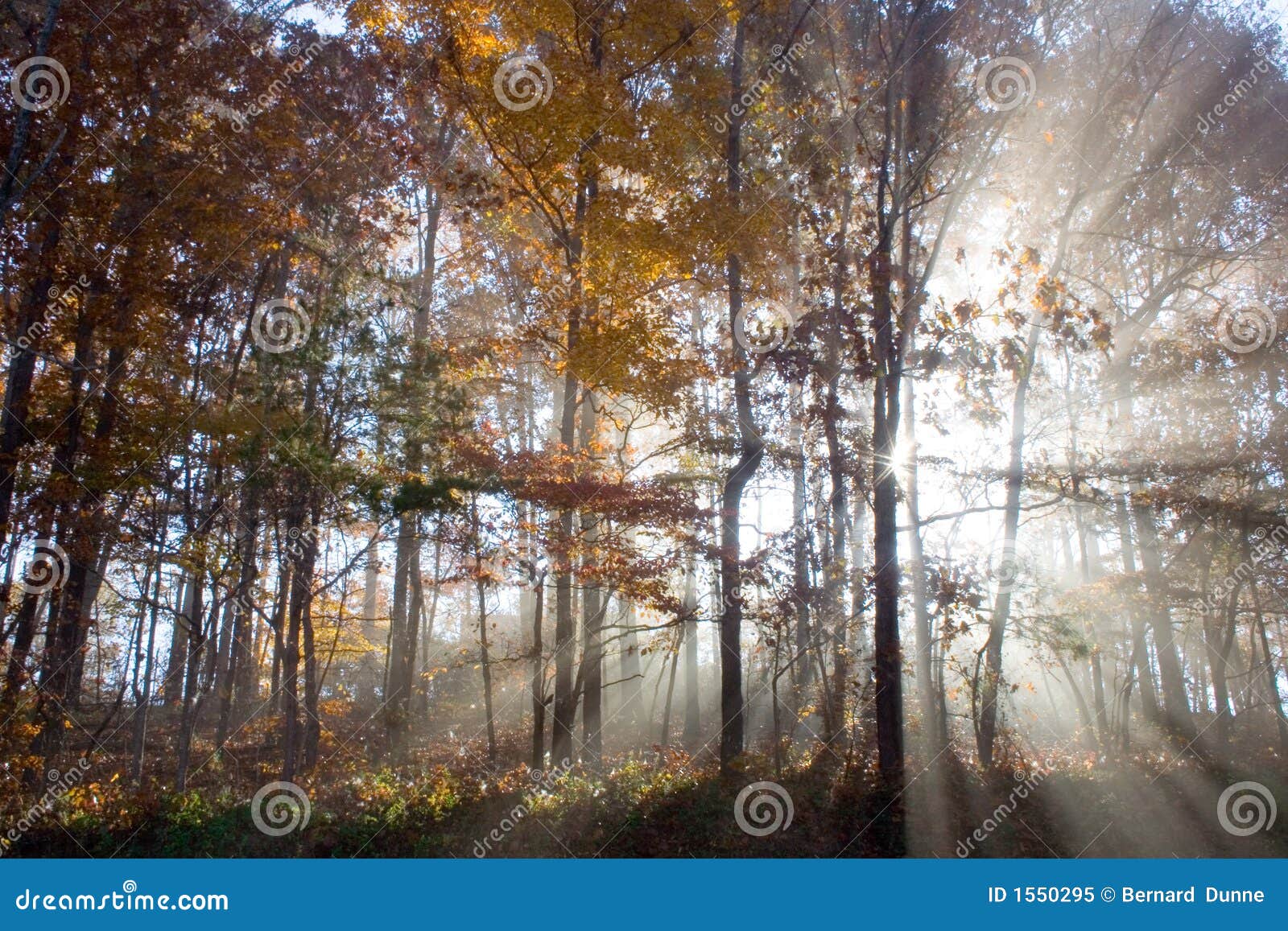Light and fog stock image. Image of nature, growth, forest - 1550295