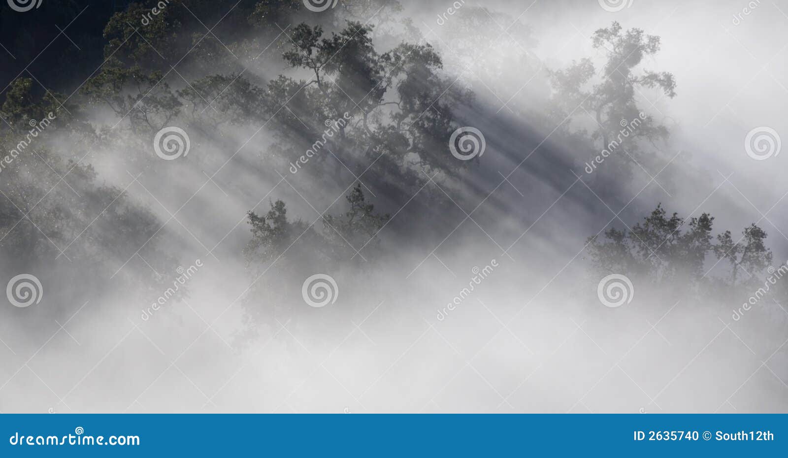 Light in Fog stock photo. Image of inviting, landscape - 2635740