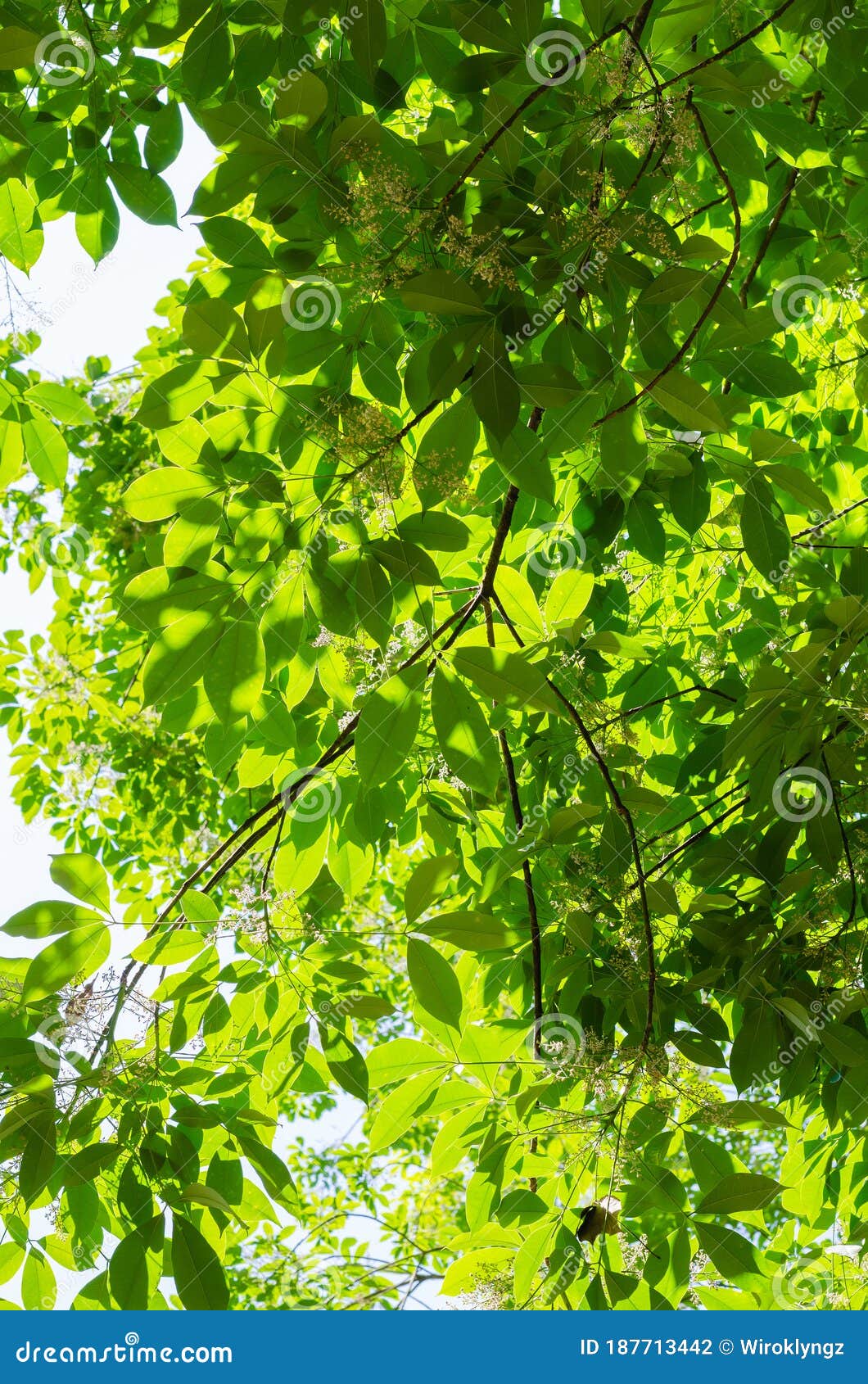 Green Foliage of Para Rubber Tree with Sunlight. Stock Photo - Image of ...