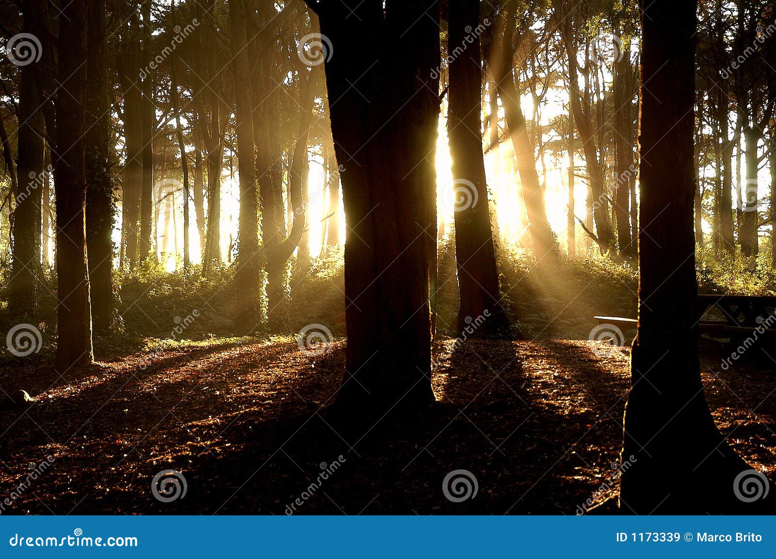 Light forest stock image. Image of shining, esotheric - 1173339
