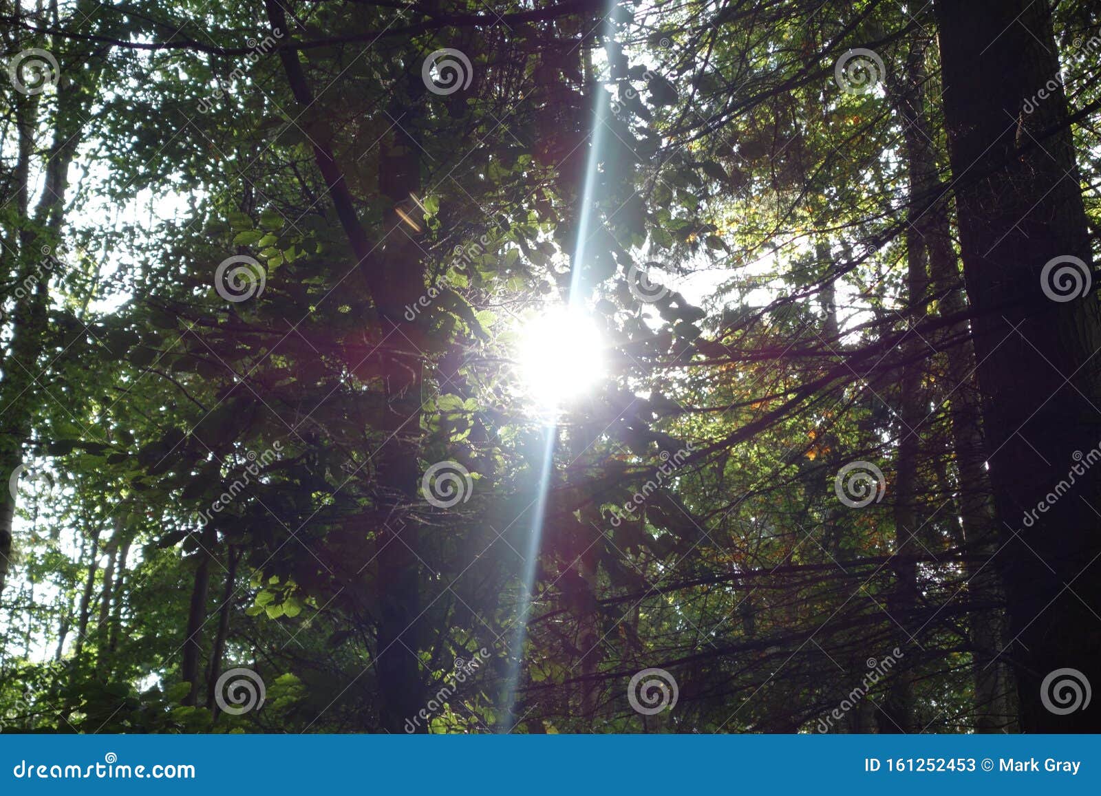 Light in a Forest stock image. Image of shade, woodland - 161252453