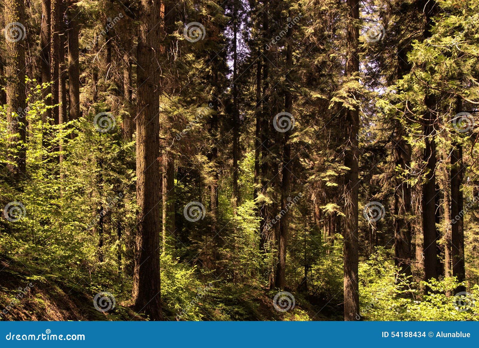 Light in a Forest stock photo. Image of calm, dusk, california - 54188434