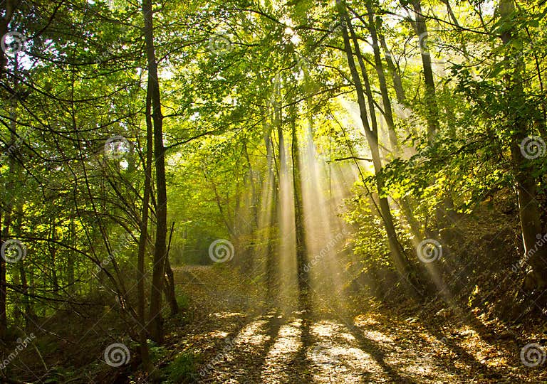 Light in the forest stock photo. Image of autumn, morning - 44345038