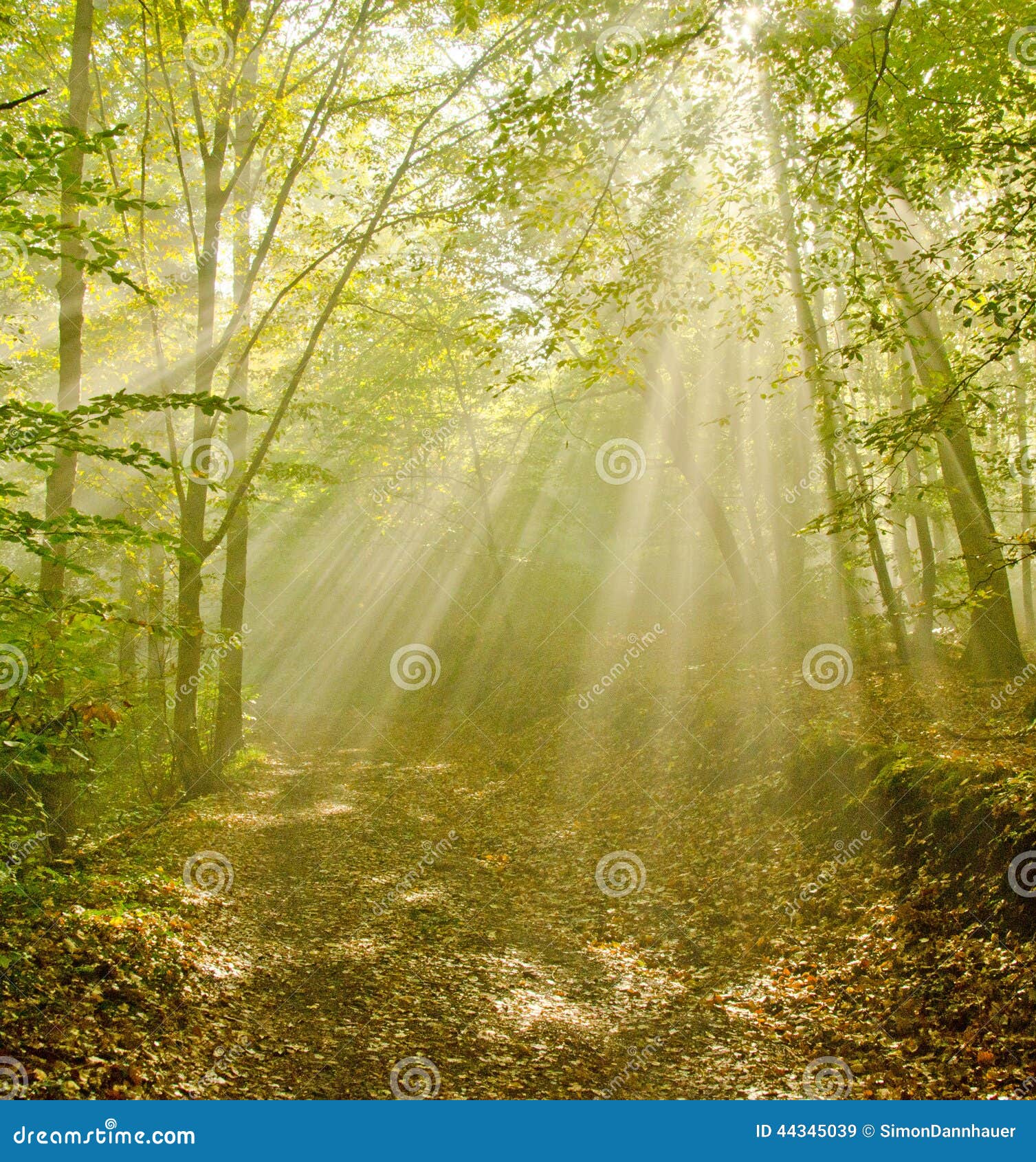 Light in the forest stock image. Image of quiet, morning - 44345039