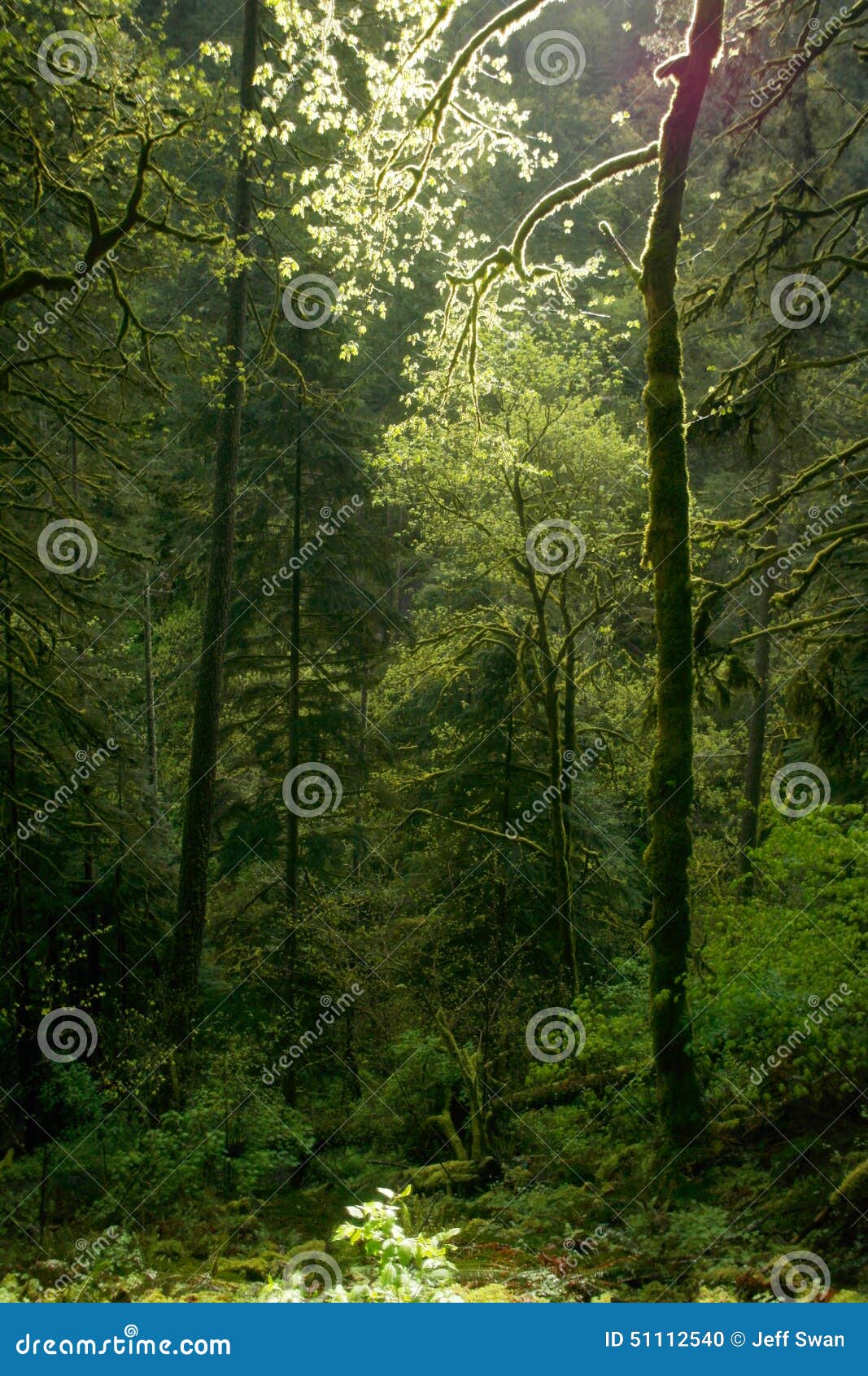 Light in the forest stock photo. Image of beauty, light - 51112540