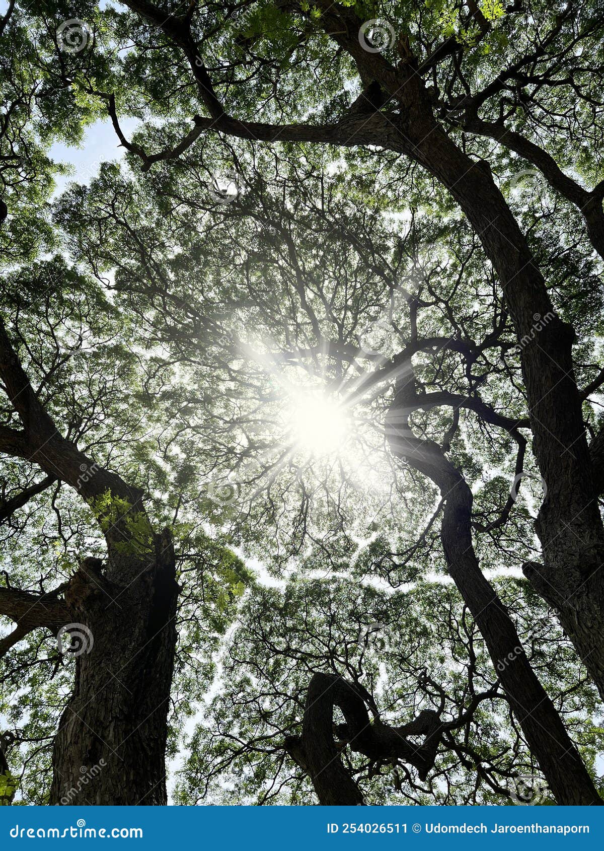 Light in the forest stock image. Image of autumn, light - 254026511