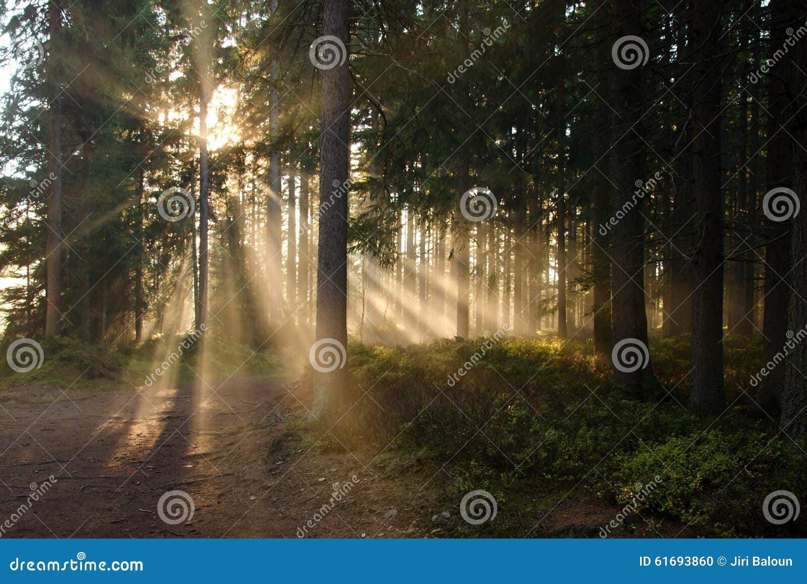 Light in the forest stock photo. Image of bush, light - 61693860
