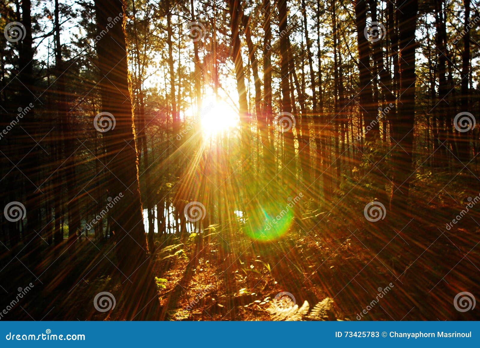 Light in the Forest stock image. Image of instant, countryside - 73425783