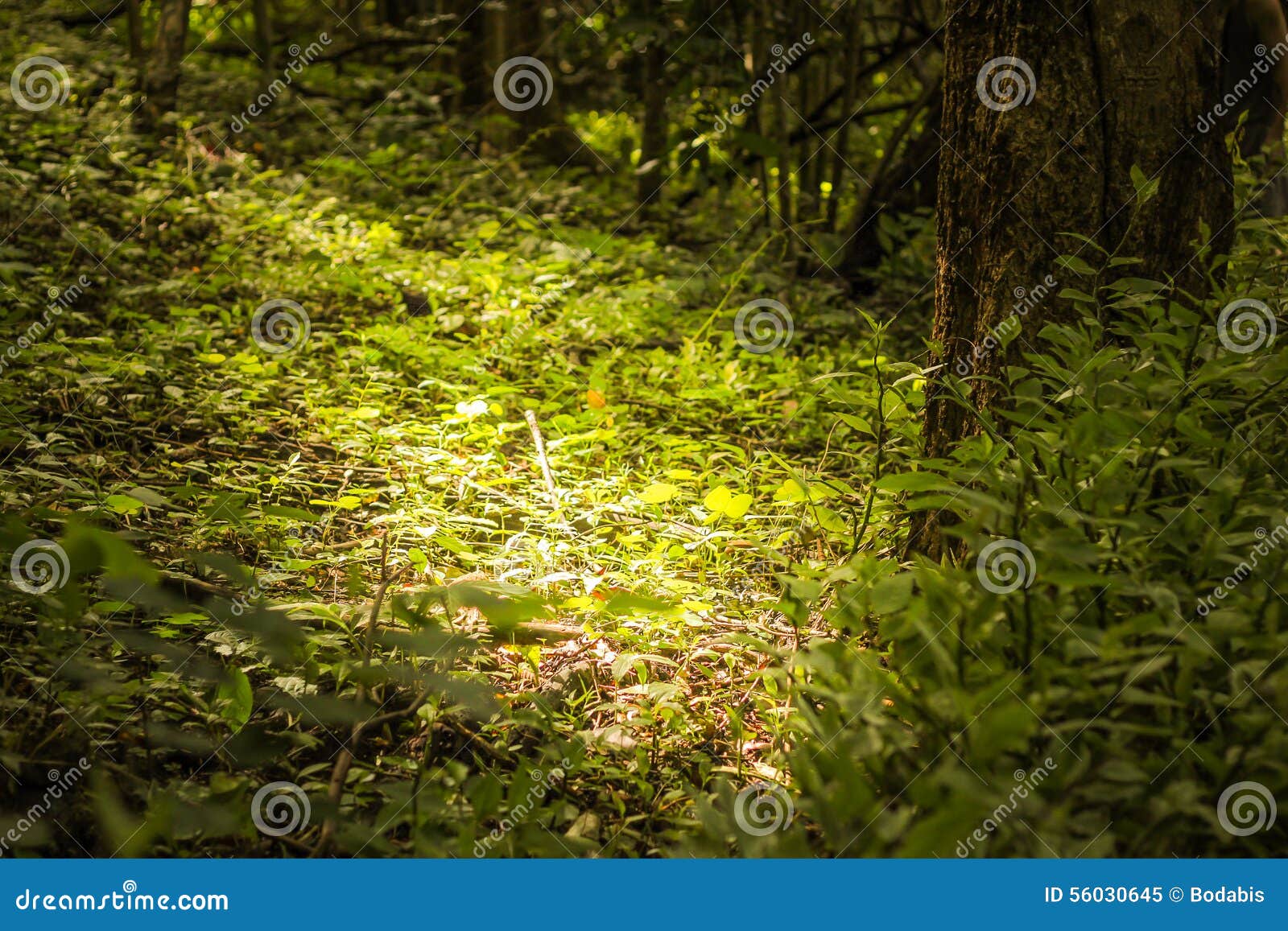Light in Forest stock image. Image of outdoors, phenomenon - 56030645