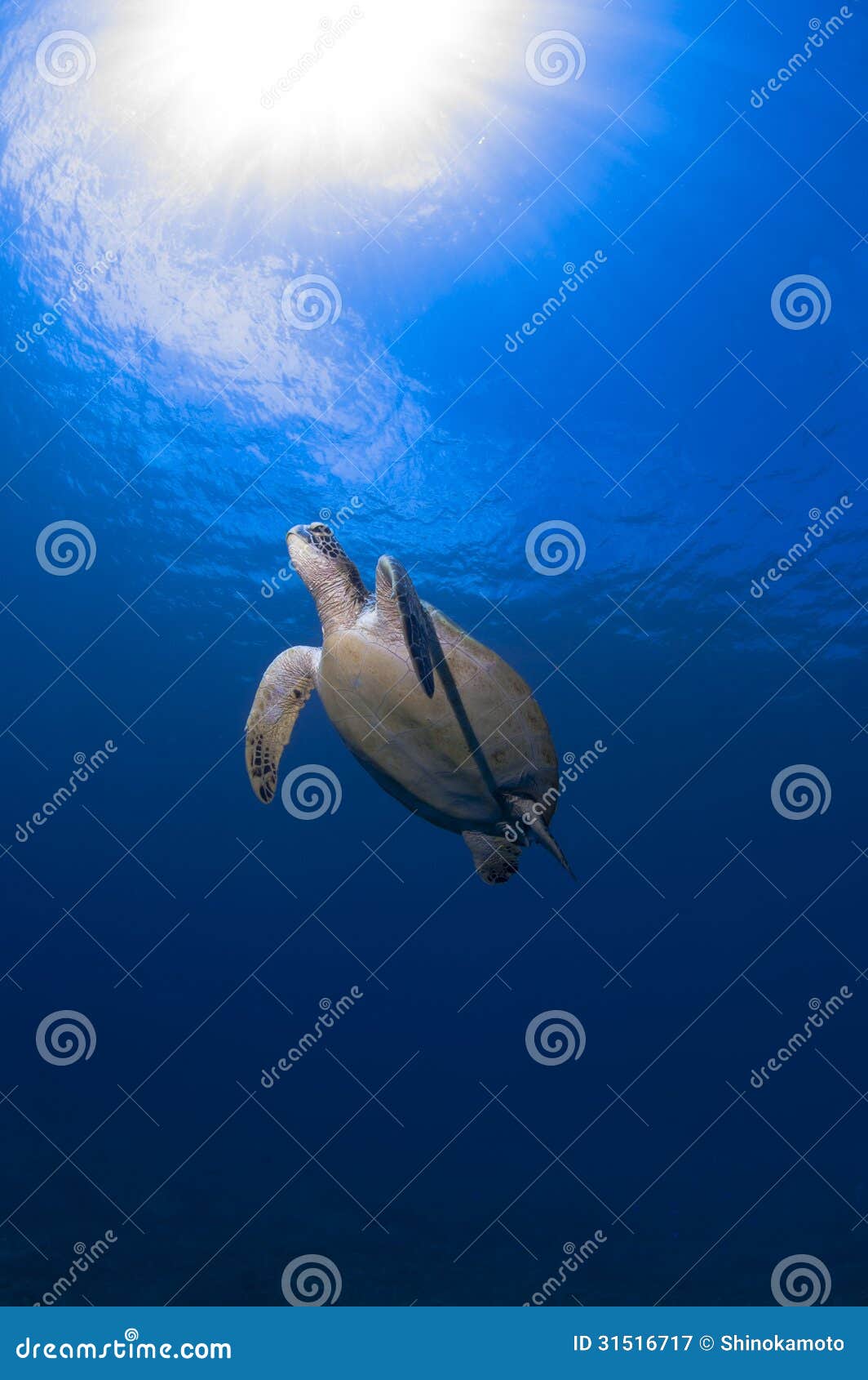 Light forward a turtle stock image. Image of natural - 31516717
