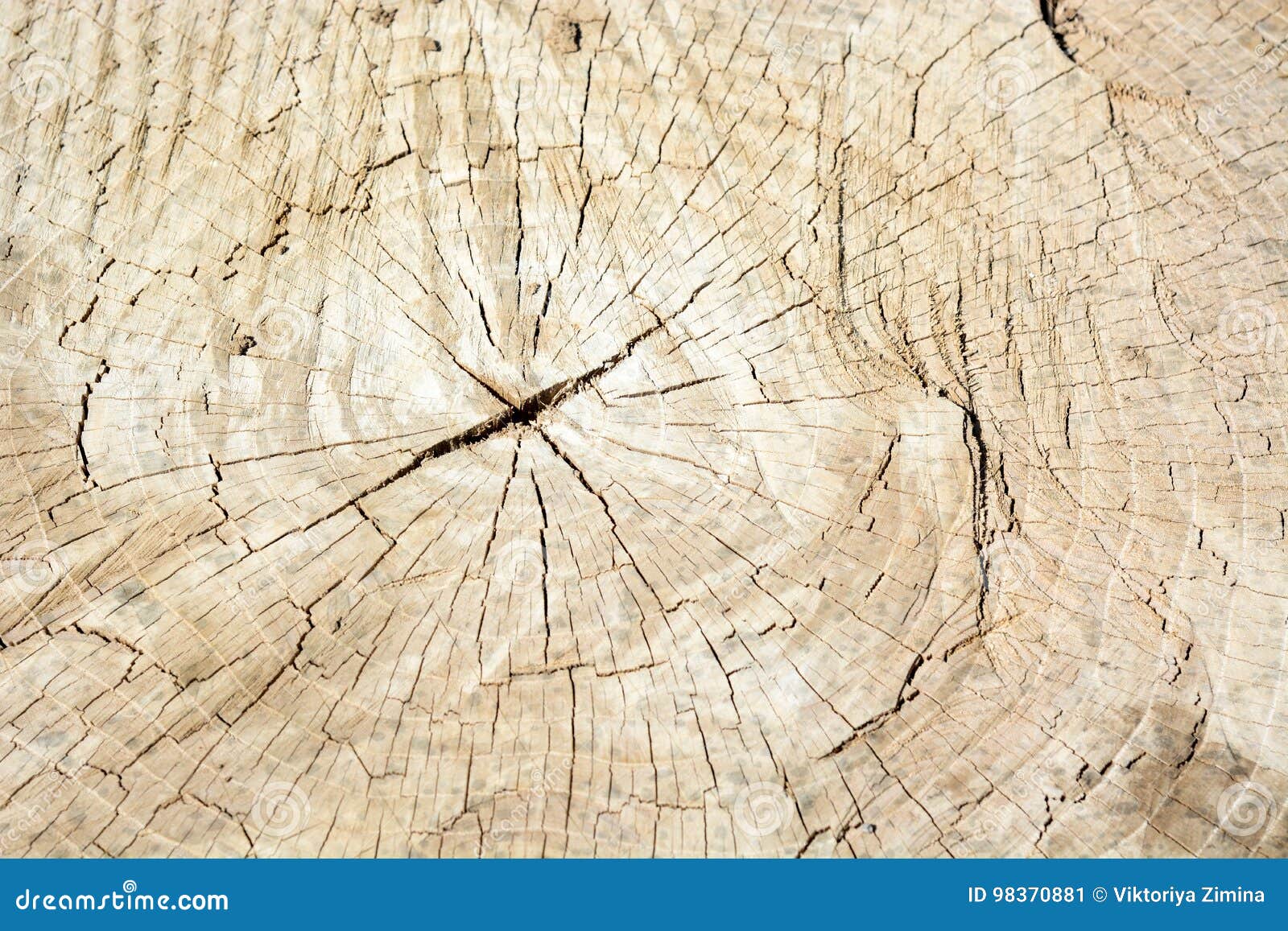 Light fresh wood texture stock image. Image of structure - 98370881
